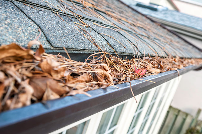 Leaf Guards: What They Are and Why You Need Them | Empire Gutters